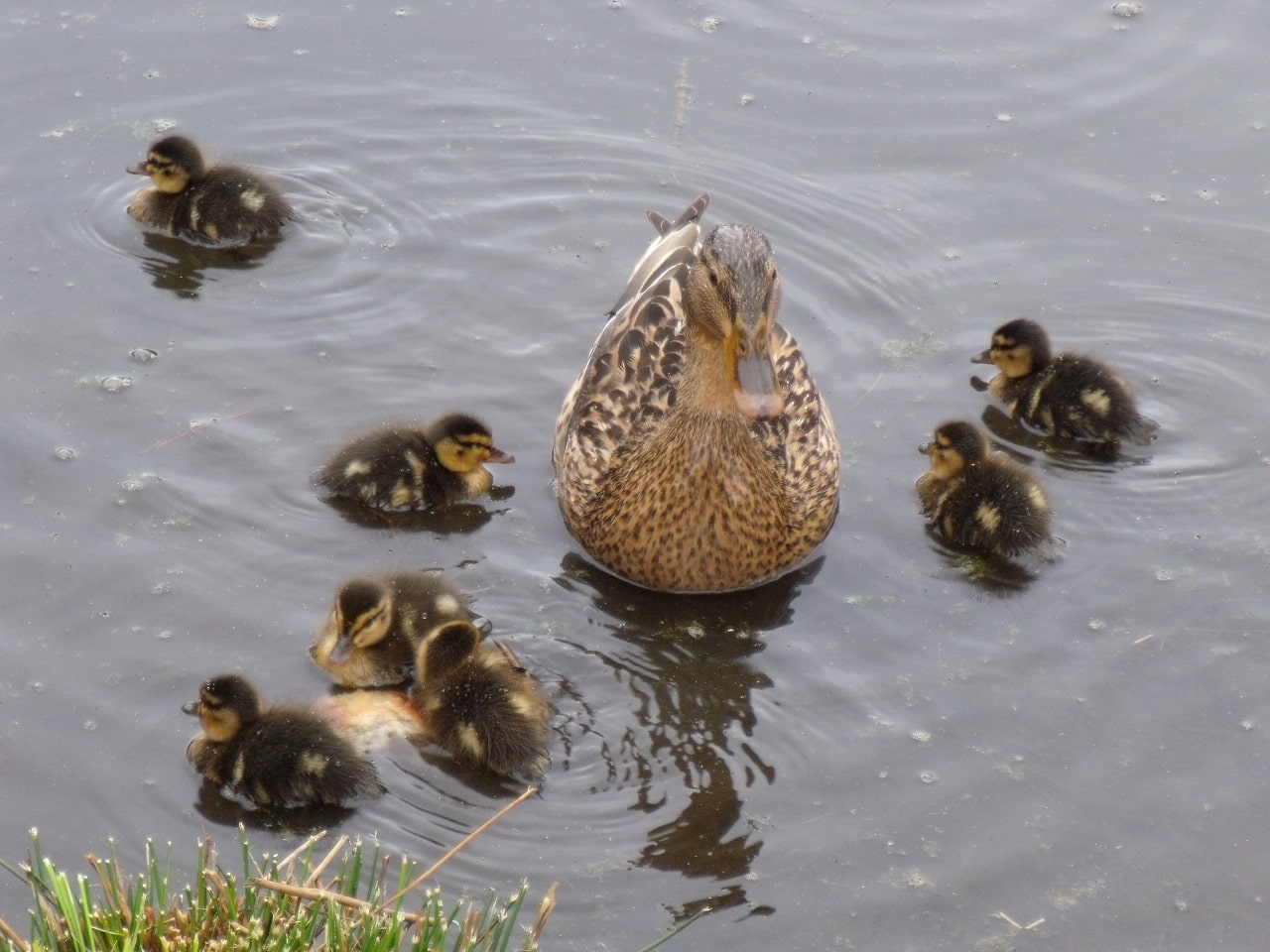 Fotos de patos bonitos ⭐Patos para foto de perfil