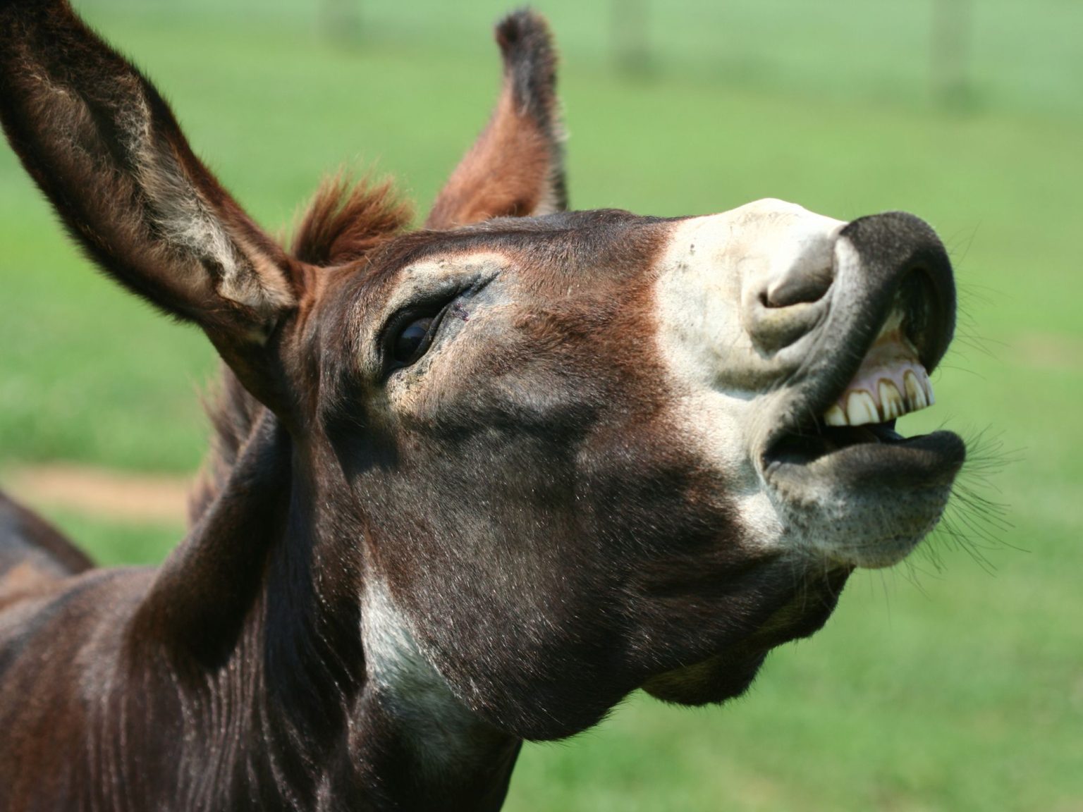 Fotos de burros ⭐ Imágenes de burros bonitos, feos y graciosos⭐