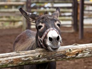Fotos de burros ⭐ Imágenes de burros bonitos, feos y graciosos⭐