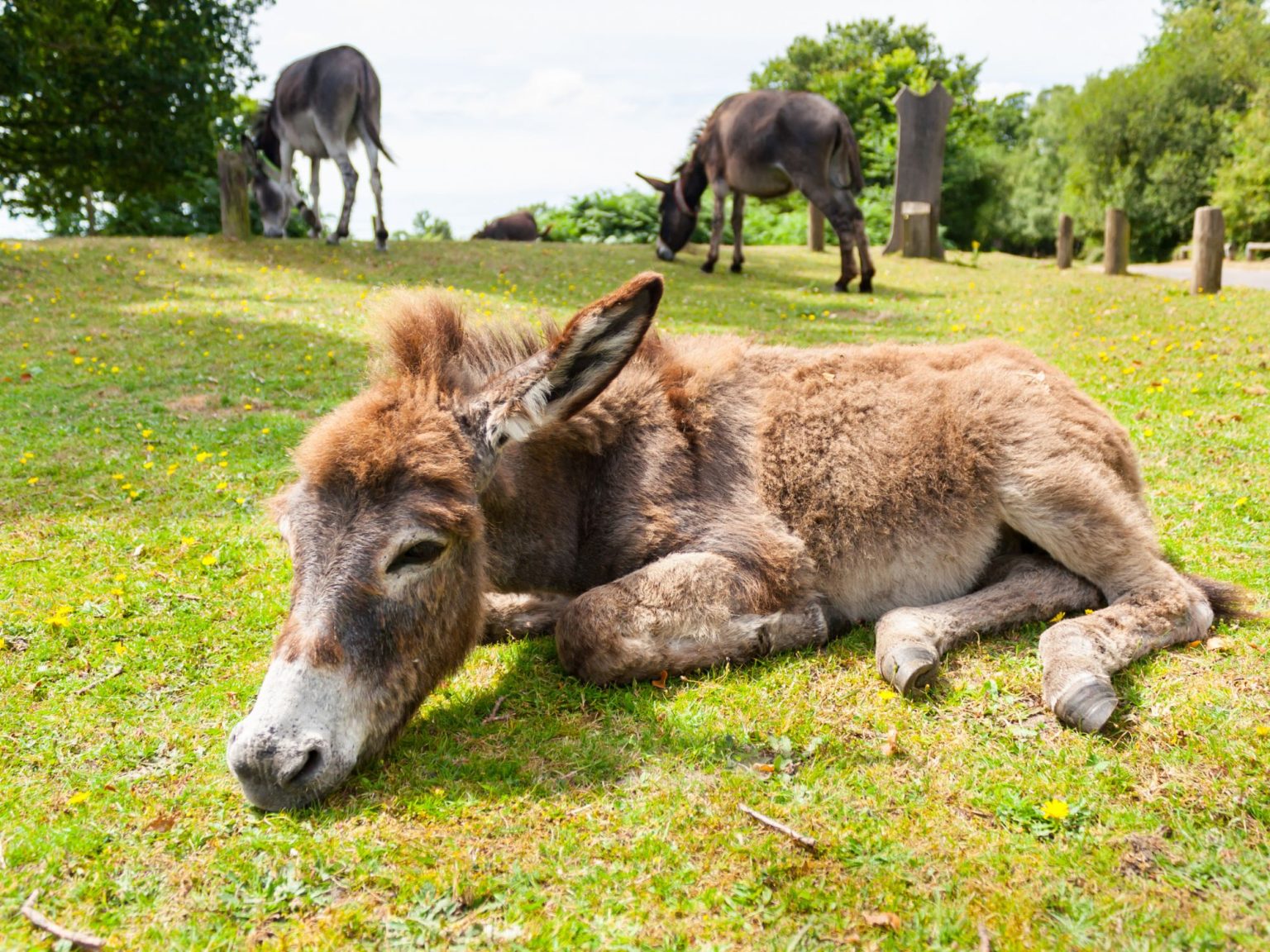 Fotos de burros ⭐ Imágenes de burros bonitos, feos y graciosos⭐