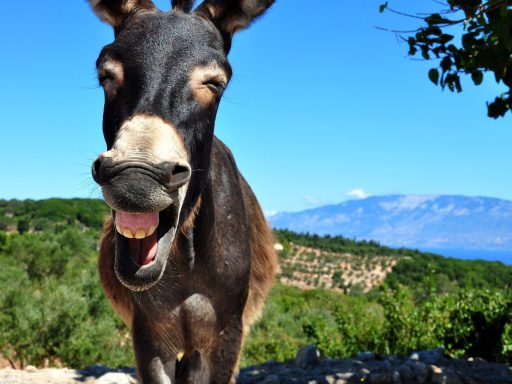 Fotos de burros ⭐ Imágenes de burros bonitos, feos y graciosos⭐