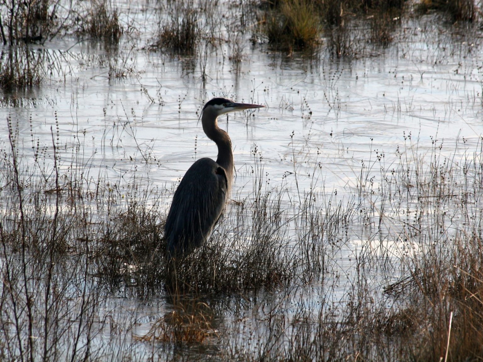 Fotos de Garzas ⭐Tipos de Garzas: real, imperial, bueyera⭐