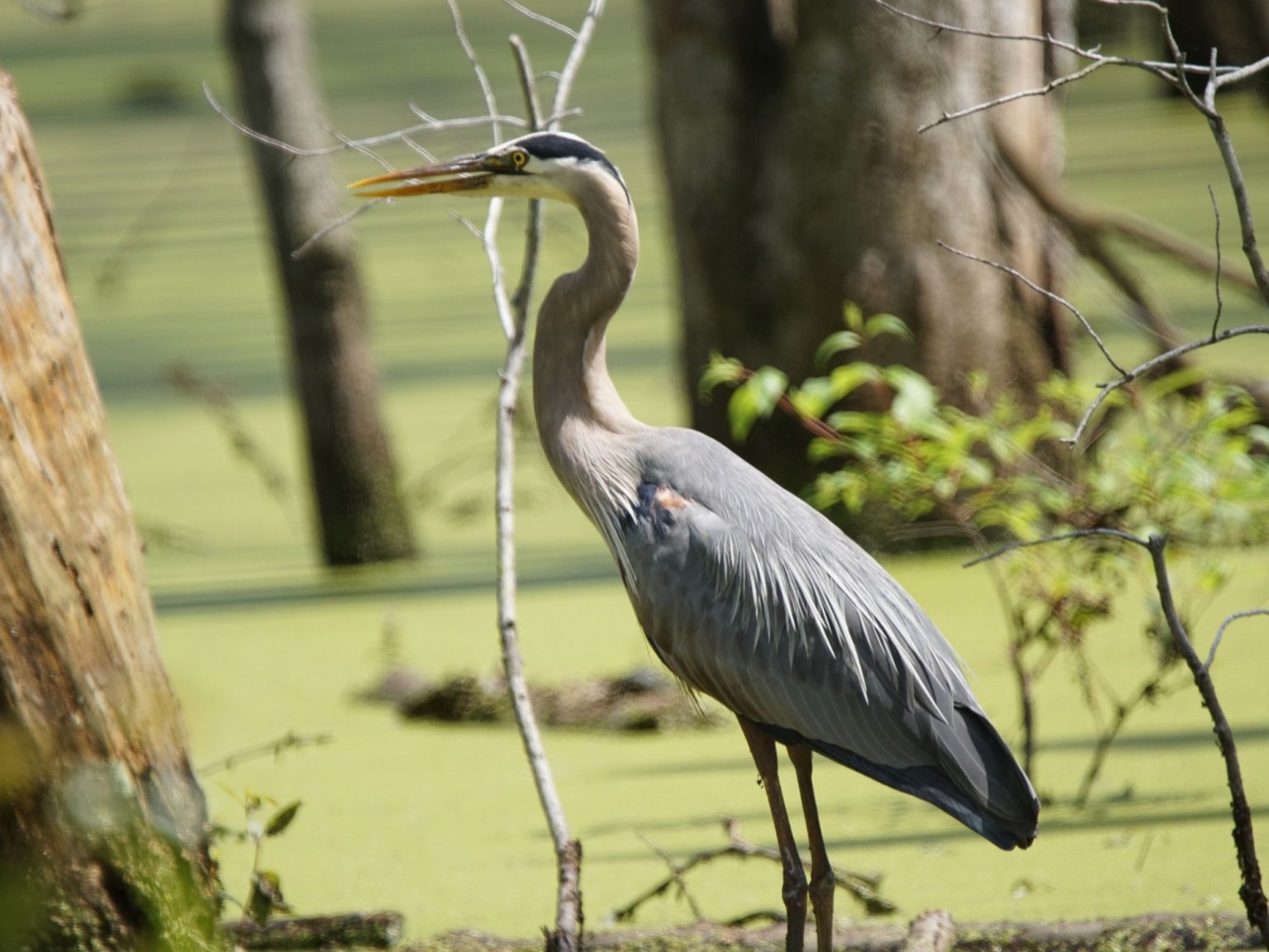 Fotos de Garzas ⭐Tipos de Garzas: real, imperial, bueyera⭐