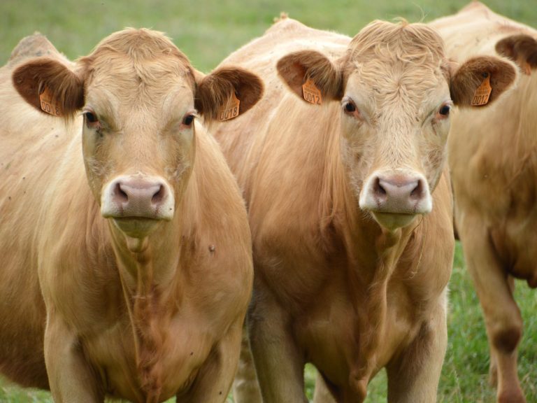 Fotos de vacas ⭐Vacas reales, marrones, graciosas y bonitas⭐