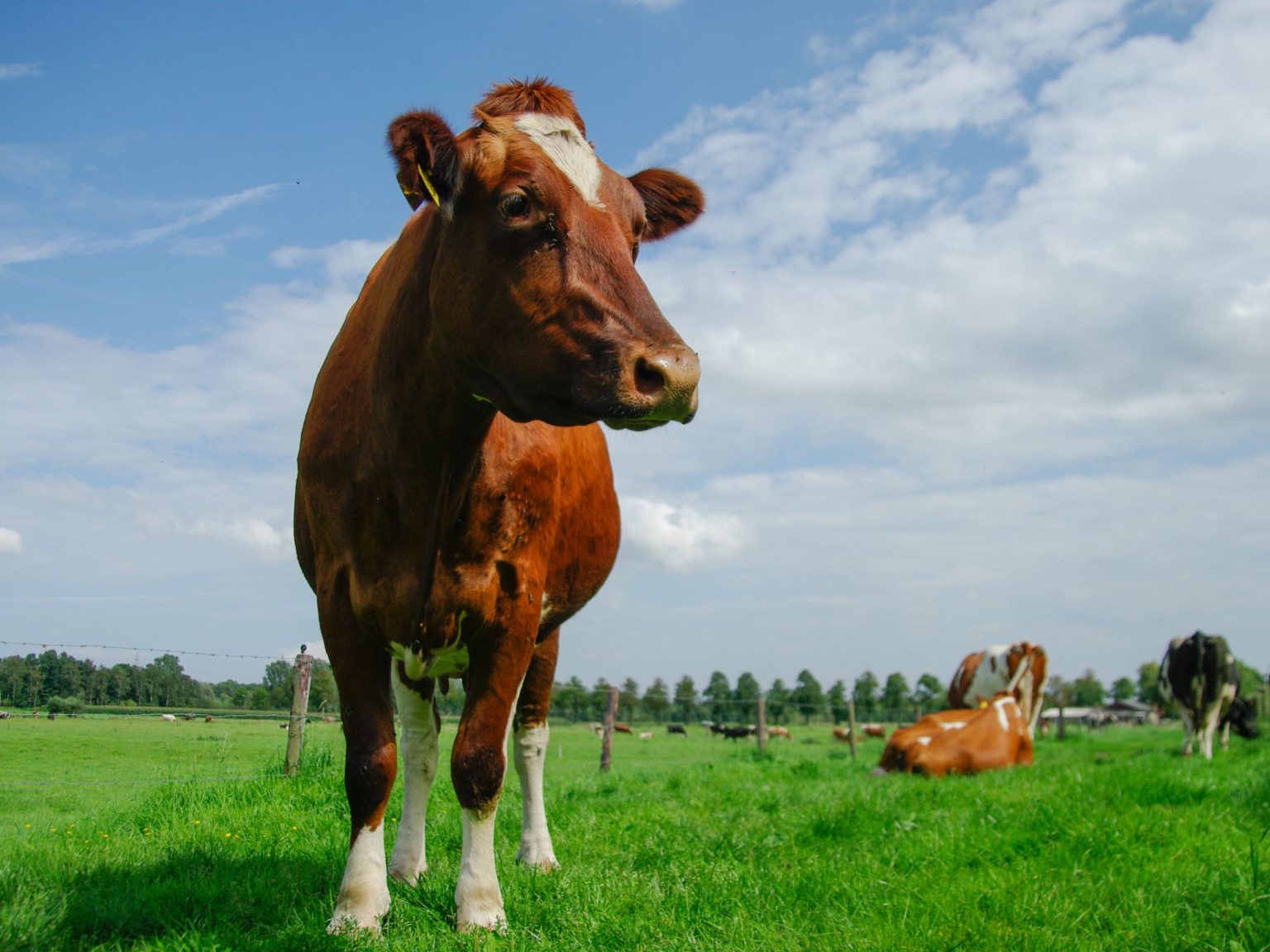Fotos de vacas ⭐Vacas reales, marrones, graciosas y bonitas⭐